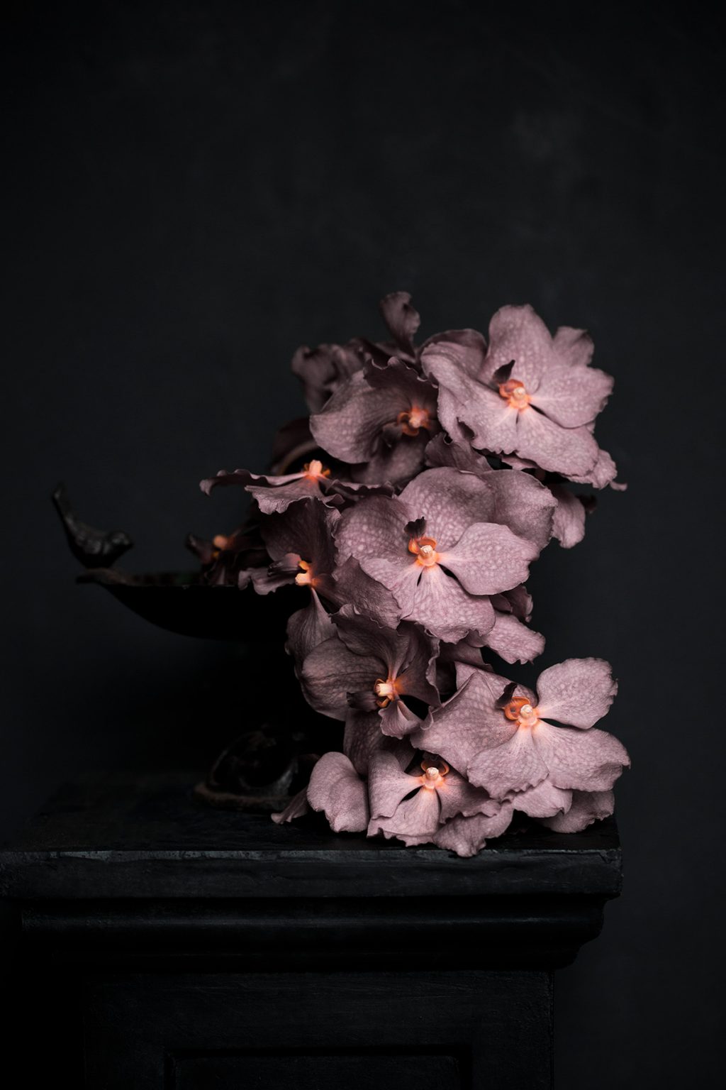 Vanda Orchids | Botanic Art